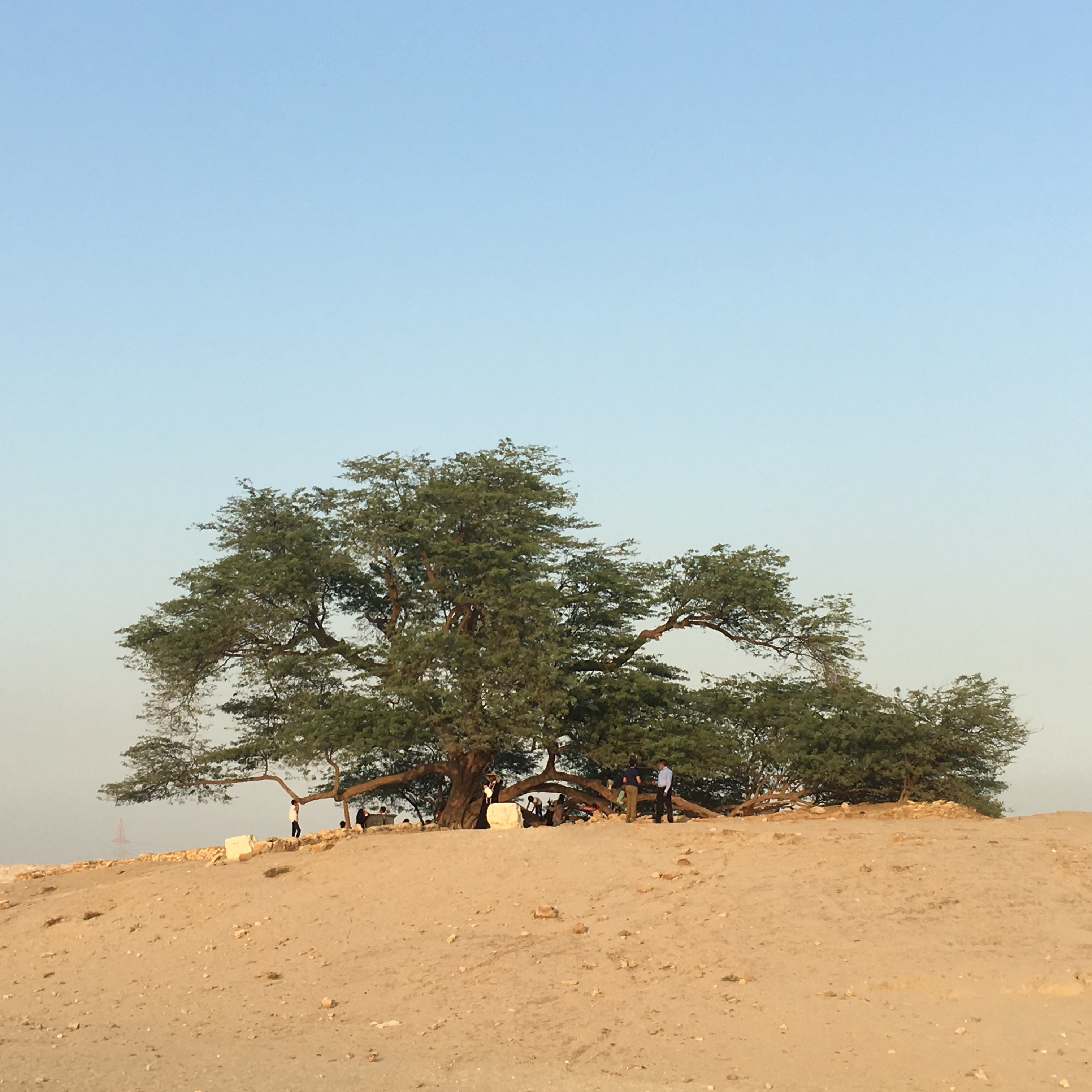 travelBulletin | Bahrain - tree of life